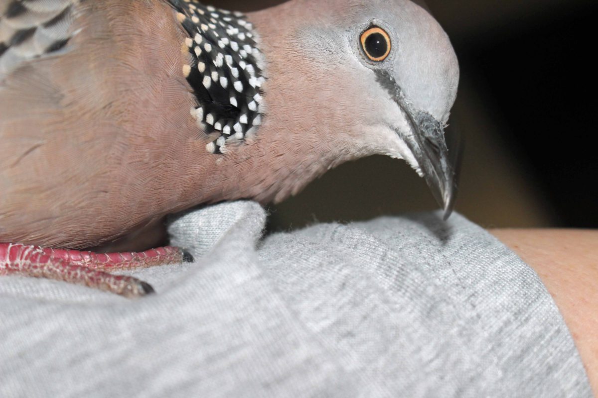 Cool Spotted Turtle Dove Pictures | Lou's Designs