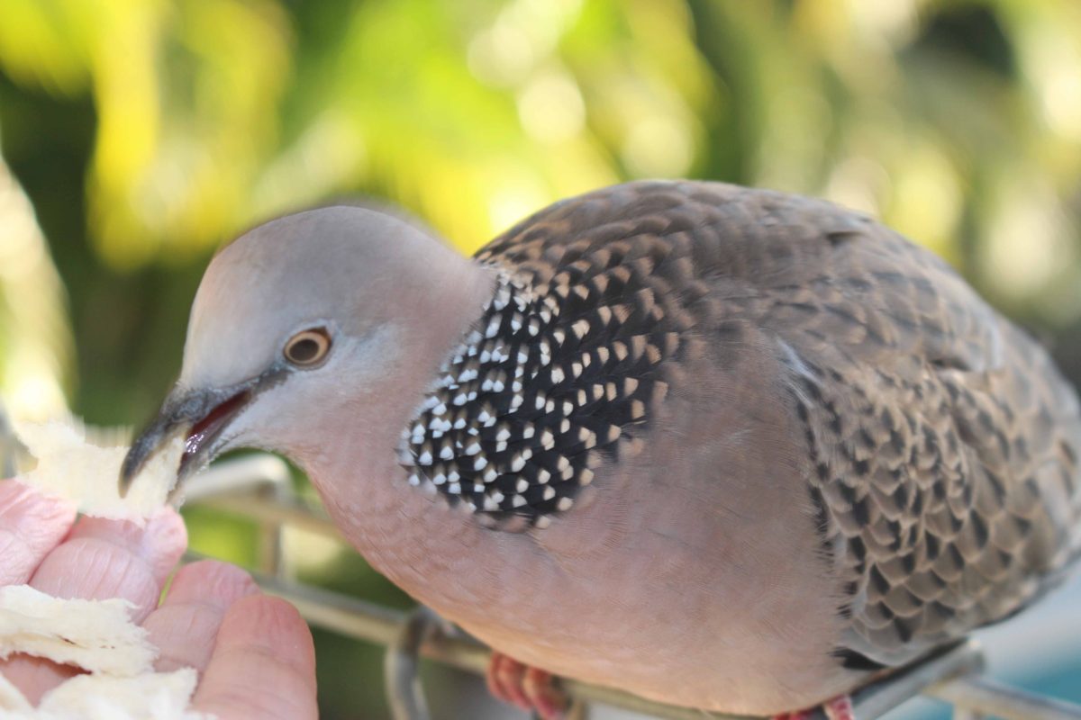 Cool Spotted Turtle Dove Pictures | Lou's Designs